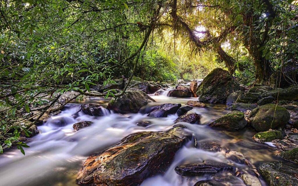 RealityinBloom - Create Radiate Elevate - Reality in Bloom